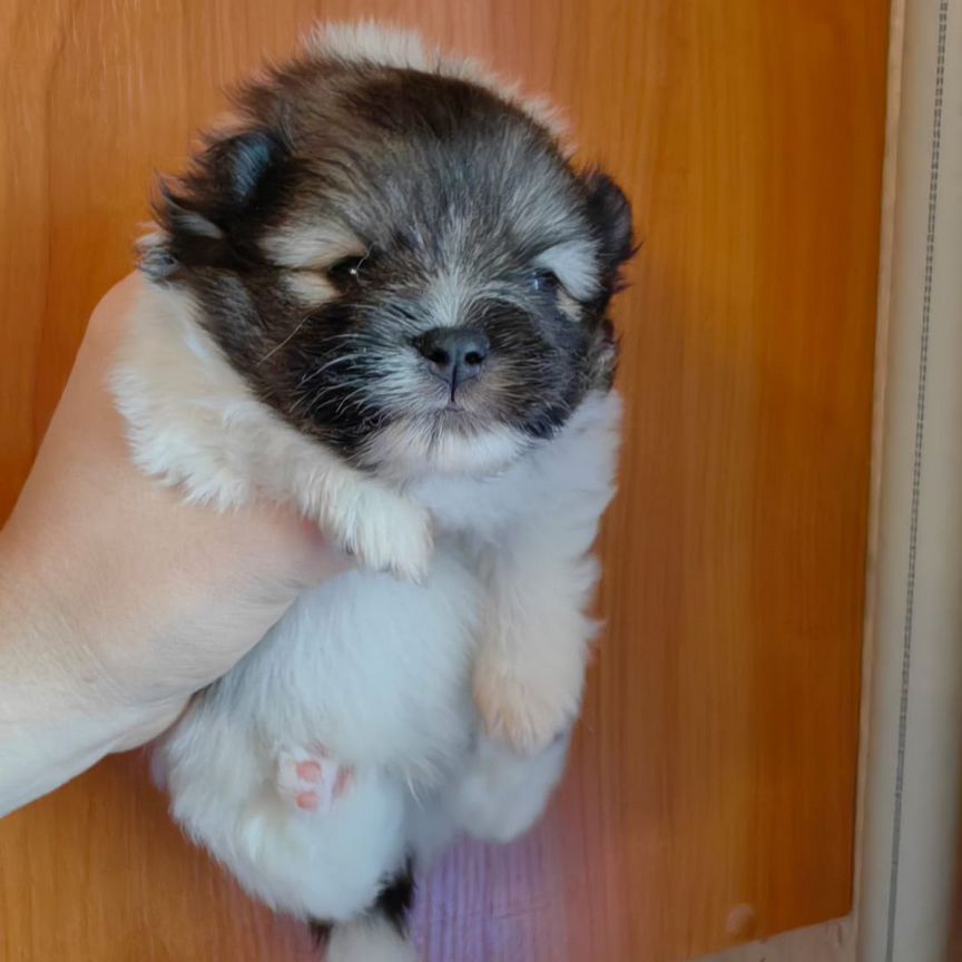 Малыш шпица