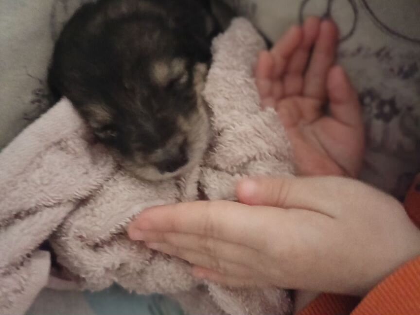 Отдаем щенка мальчик 1,5 месяцев