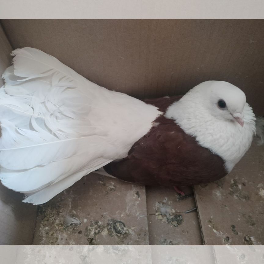 Продажа голубей