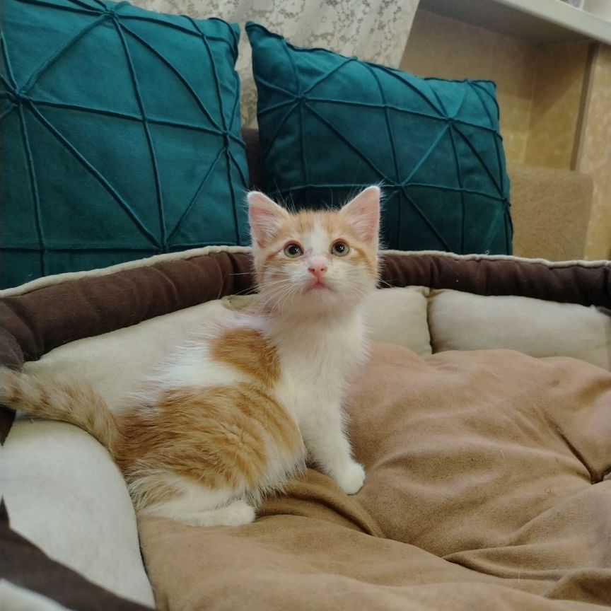 Малышка 1,5 мес обработана от паразитов