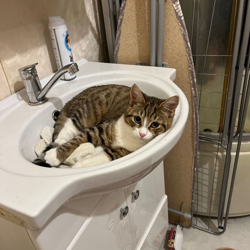 Отдам кота в добрые руки