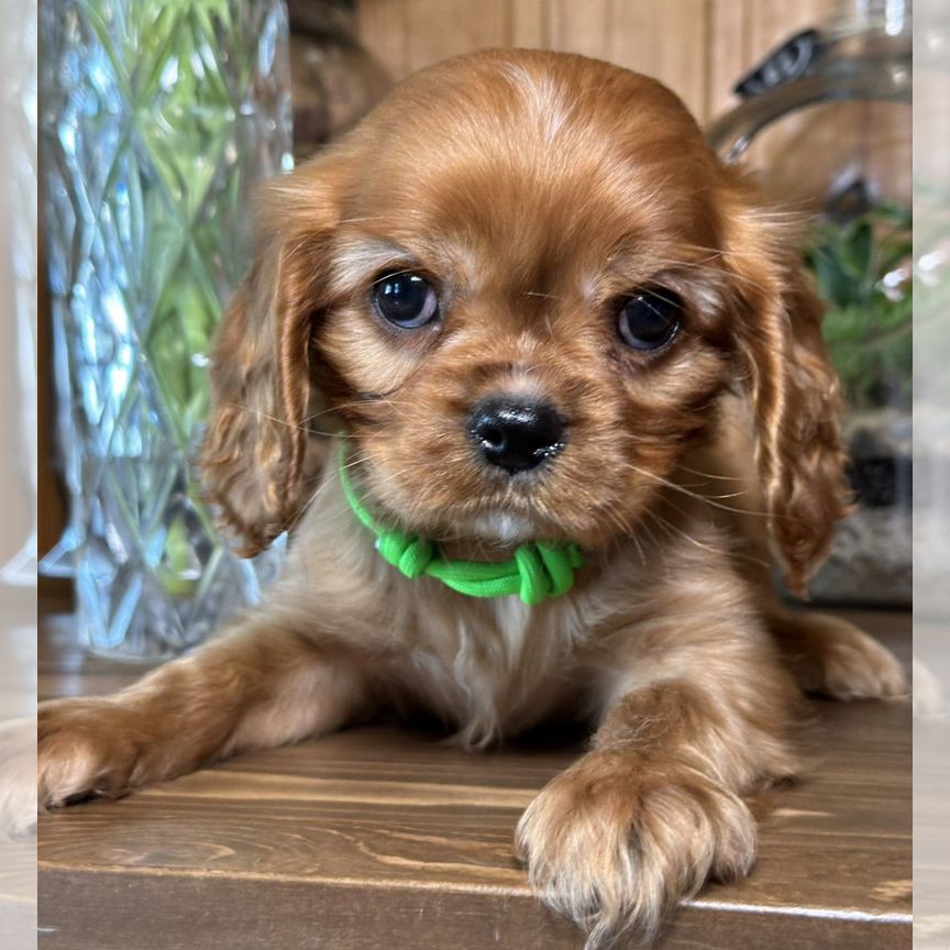 Кавалер кинг-чарльз-спаниель, щенок