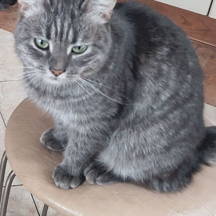 Потерялась кошка