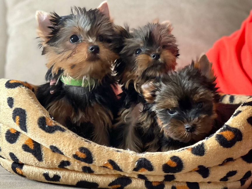 Мини йорки РКФ