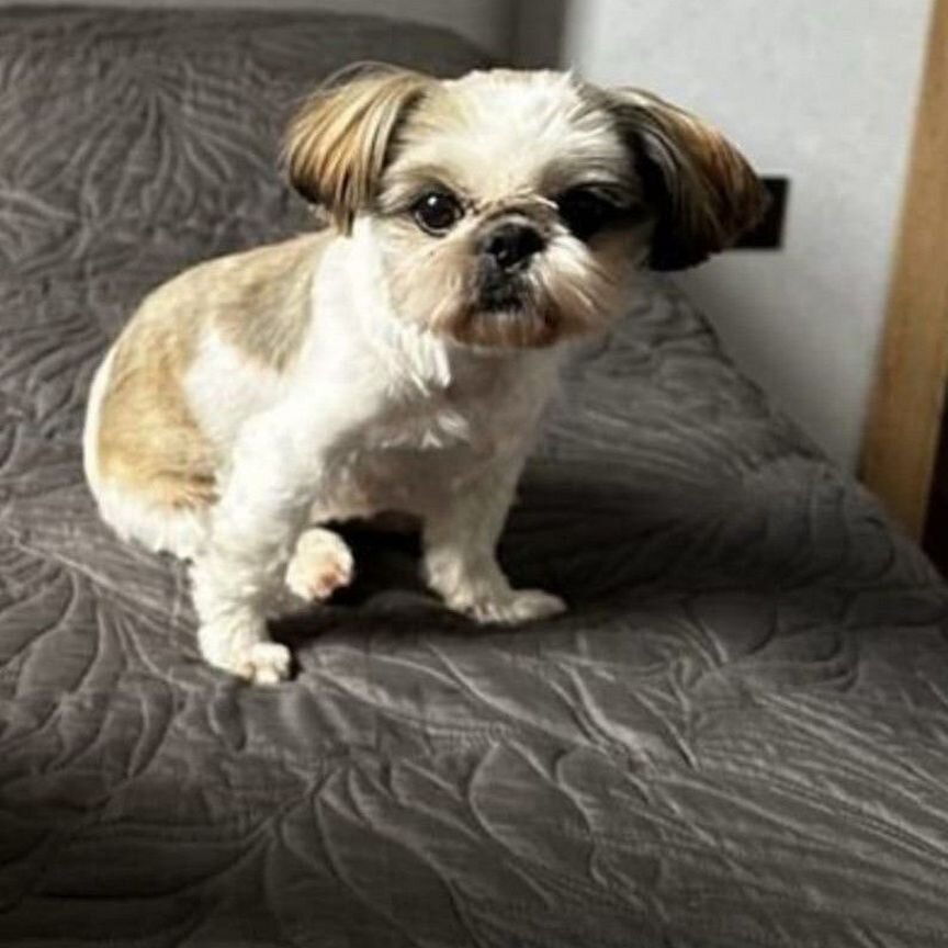 Маленькая собачка в добрые руки