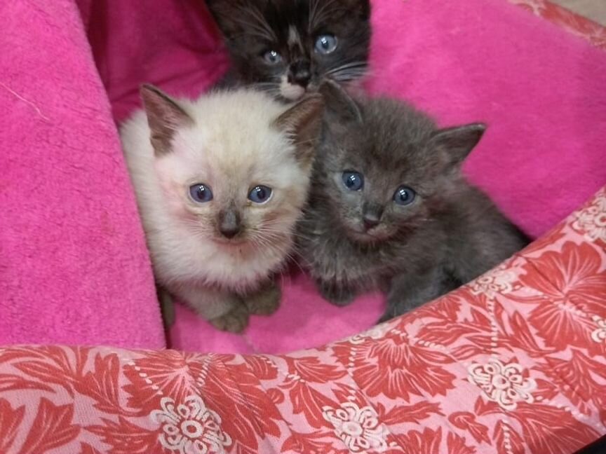 Разноцветные малыши