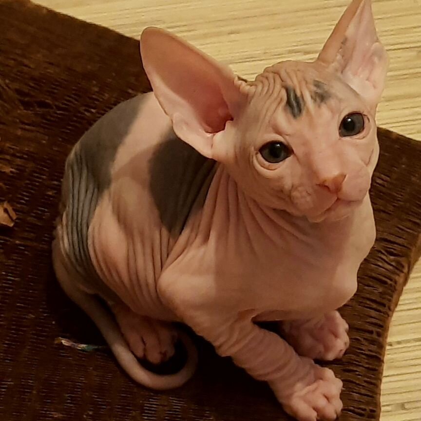 Донской сфинкс котята
