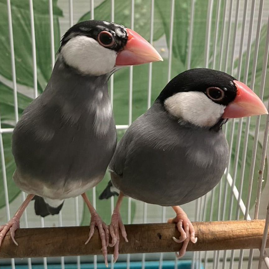 Рисовые амадины (пара)