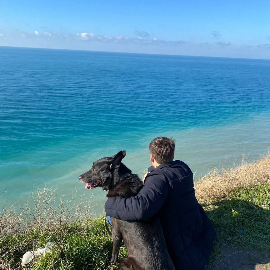 Собака в добрые руки метис