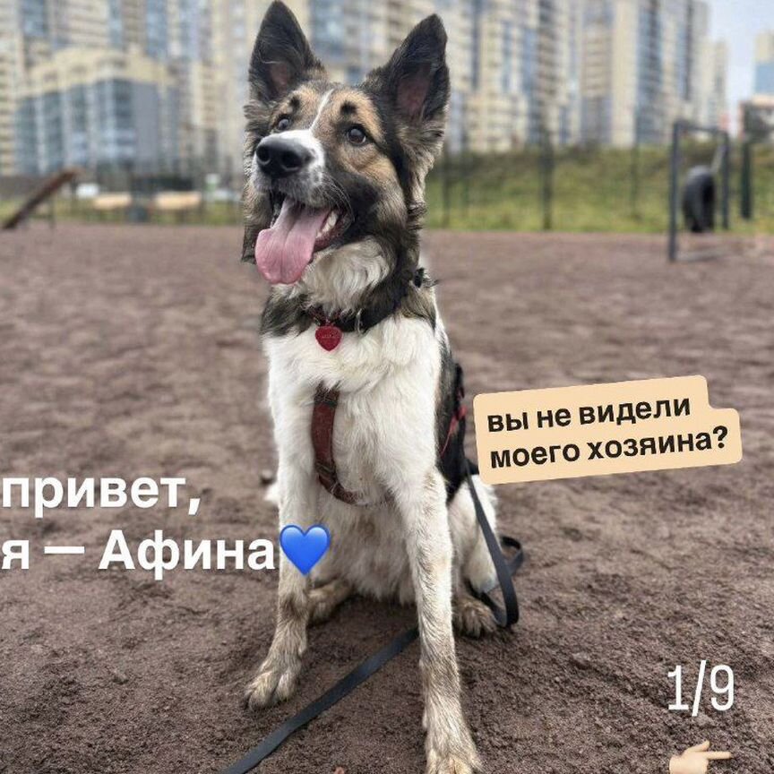 Взрослая собака в добрые руки