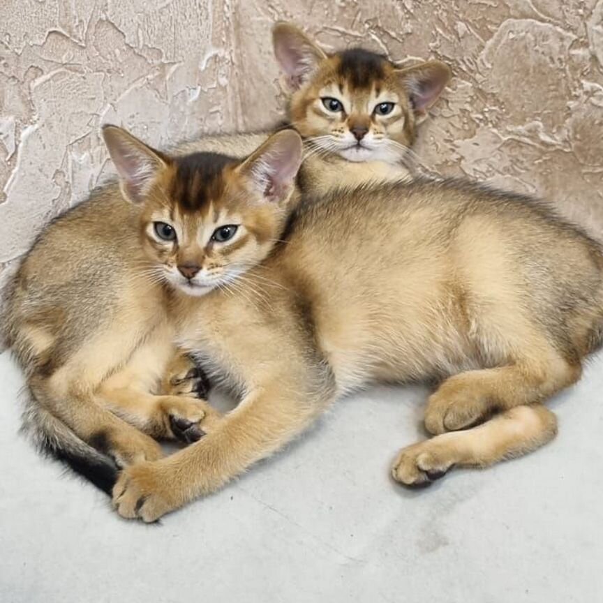 Абиссинский котёнок