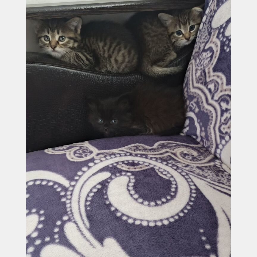 Котята в добрые руки бесплатно девочка