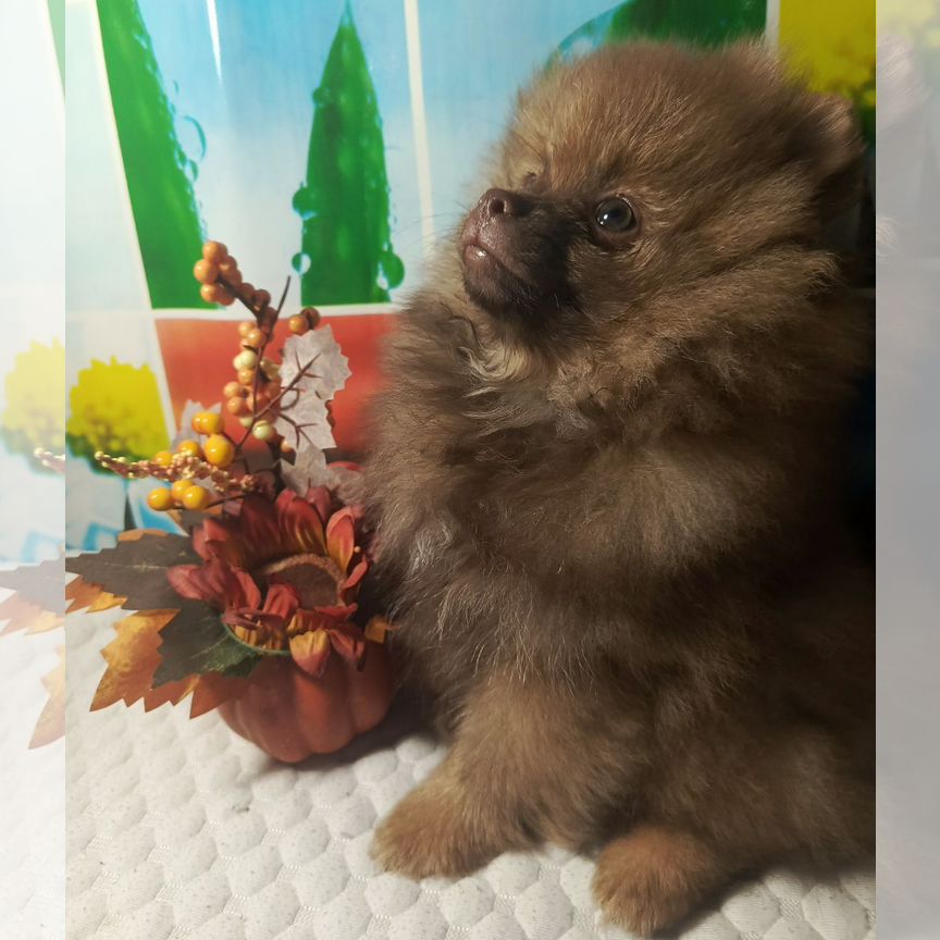 Щенки шпица Пацанчик