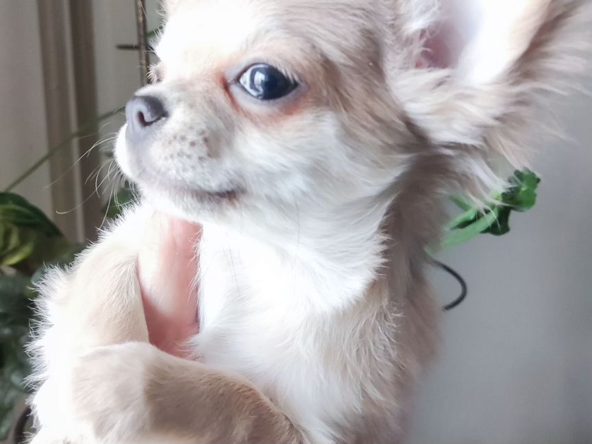 Лучший дружочек РКФ