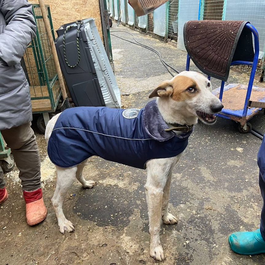 Собака мерзнет в приюте