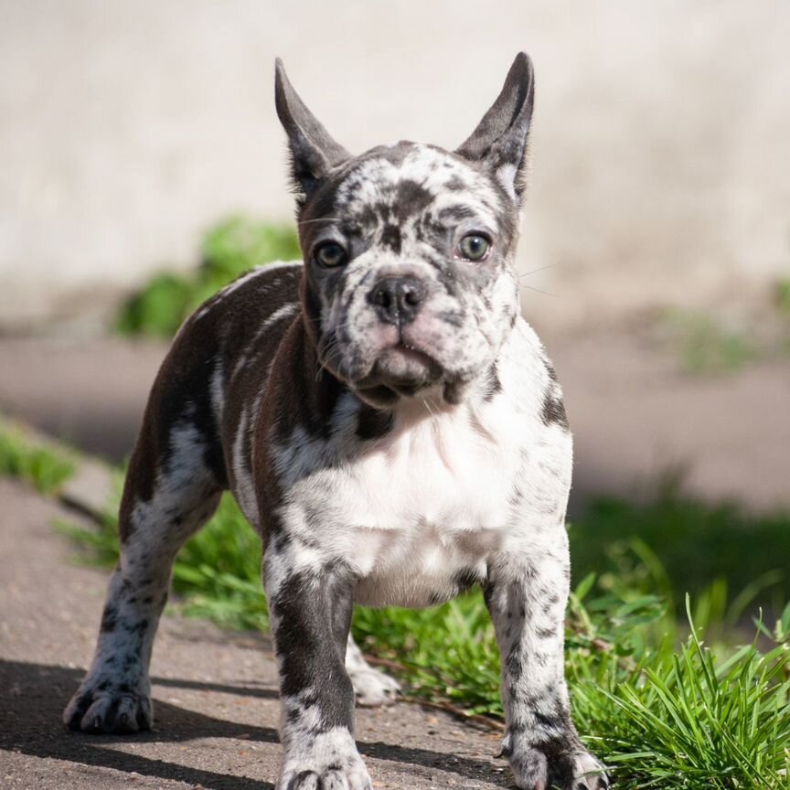 Красотка Виспа