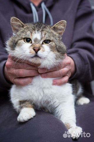 Самый обыкновенный кот