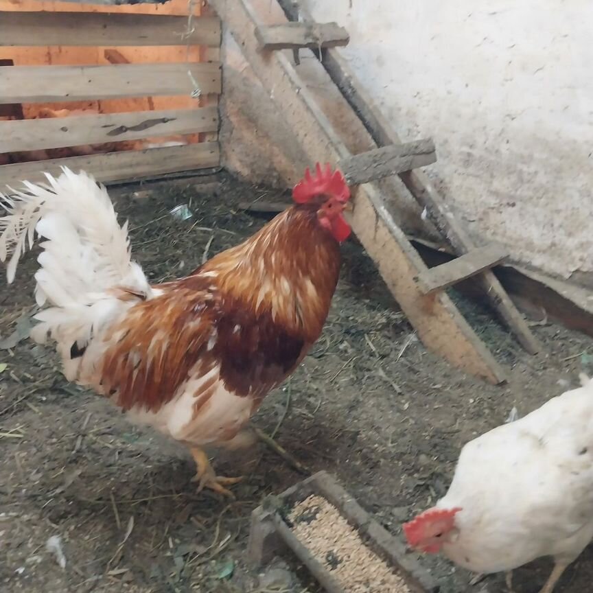 Молодые петухи