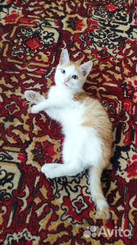 Котёнок