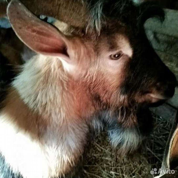 Козы козлы