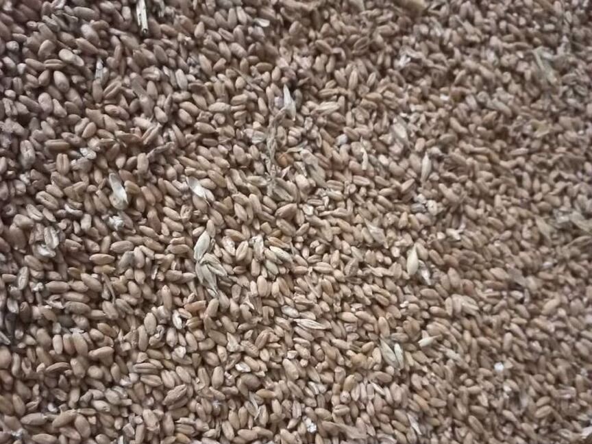 Кормовой овёс, Просо на корм