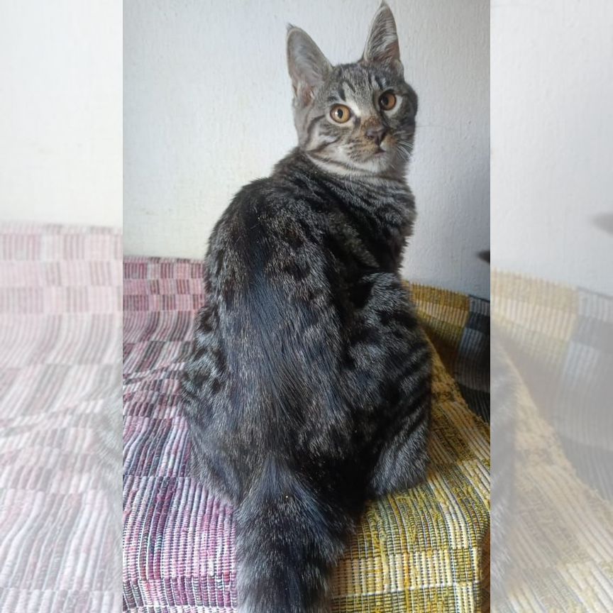 Взрослая кошка в добрые руки