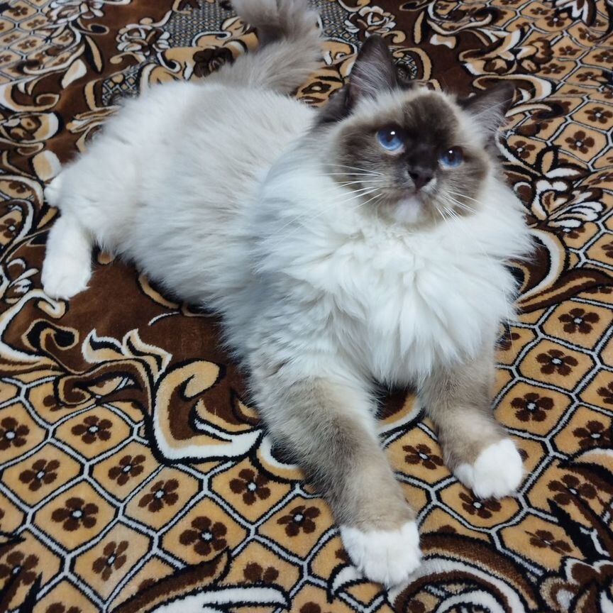 Кошечка Регдолл