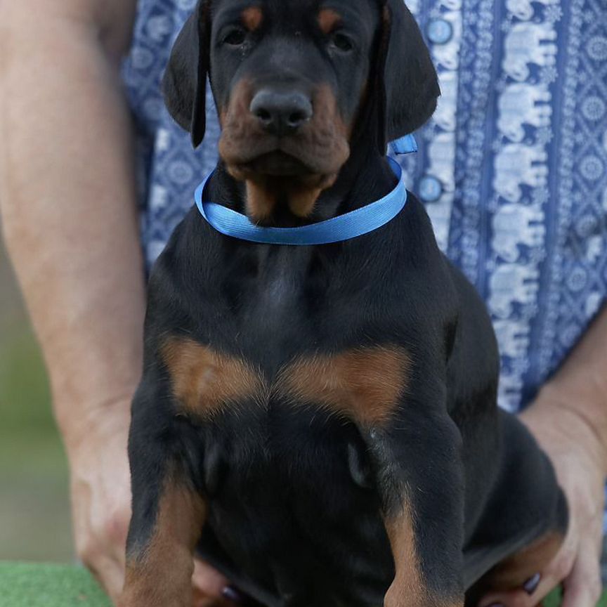 Щенки добермана