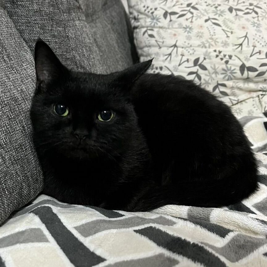 Кошка гренка в добрые руки бесплатно