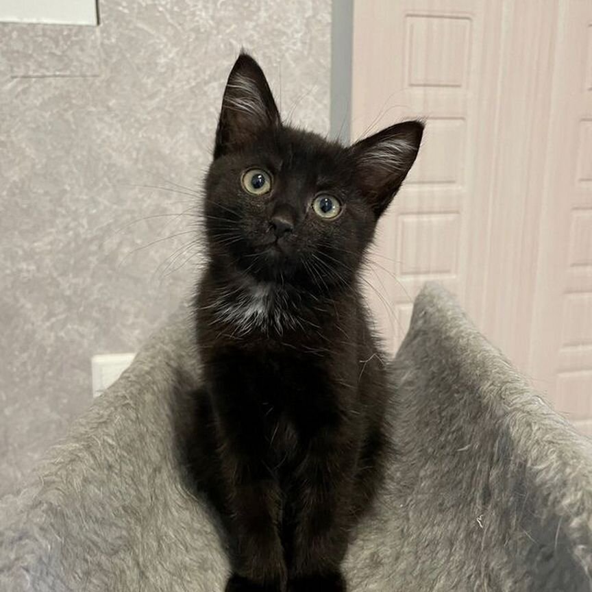 Хочу на ручки ночка