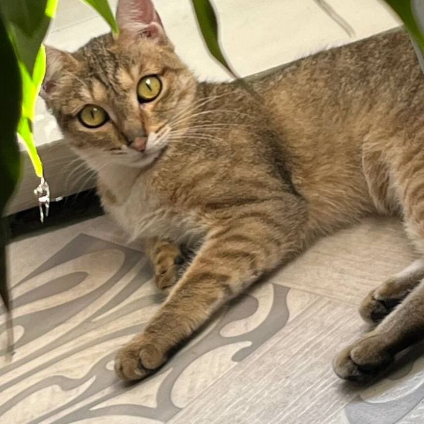 Взрослая кошка в добрые руки