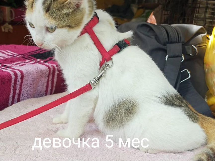 Трехцветка