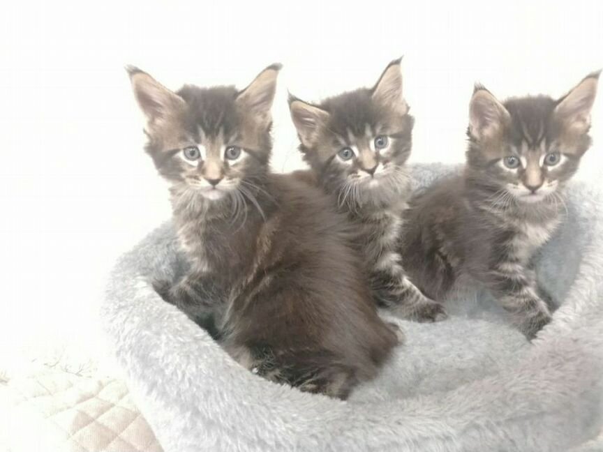 Ласковые рысята разных окрасов