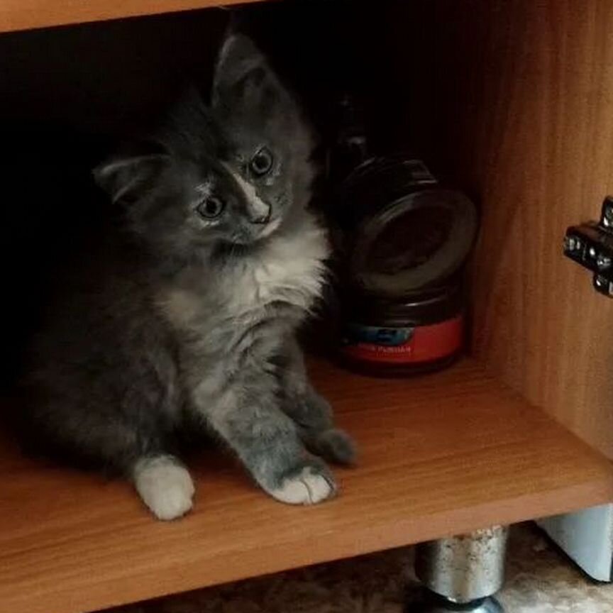 Котёнок в добрые руки