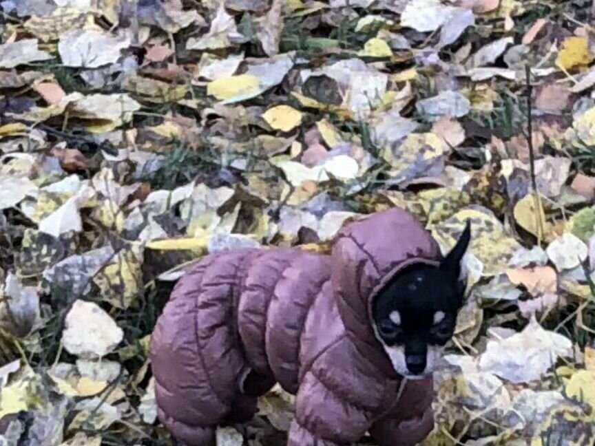 Одежда для тоя, чиха (3-9 мес)