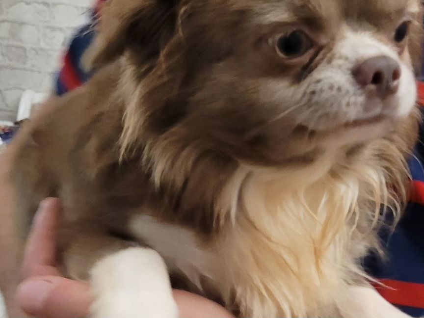 Чихуахуа мальчик бесплатно