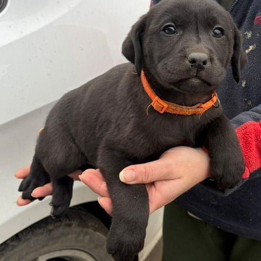 Лабрадор-ретривер, щенок