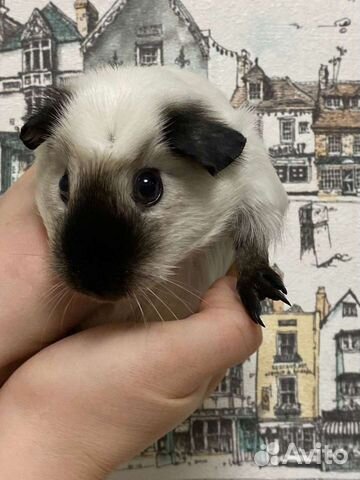 Морская свинка с клеткой