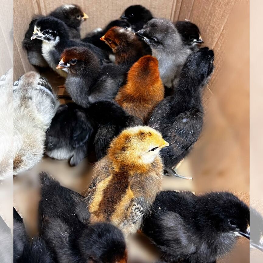 Цыплята недельные