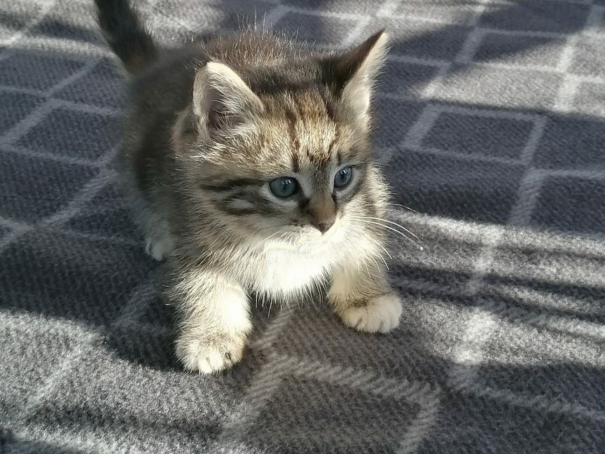 Кошка в дар бесплатно