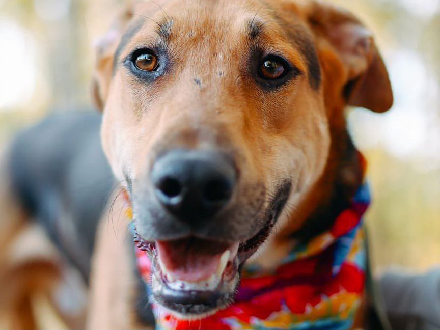 Собака молодой пес Дастин ищет дом