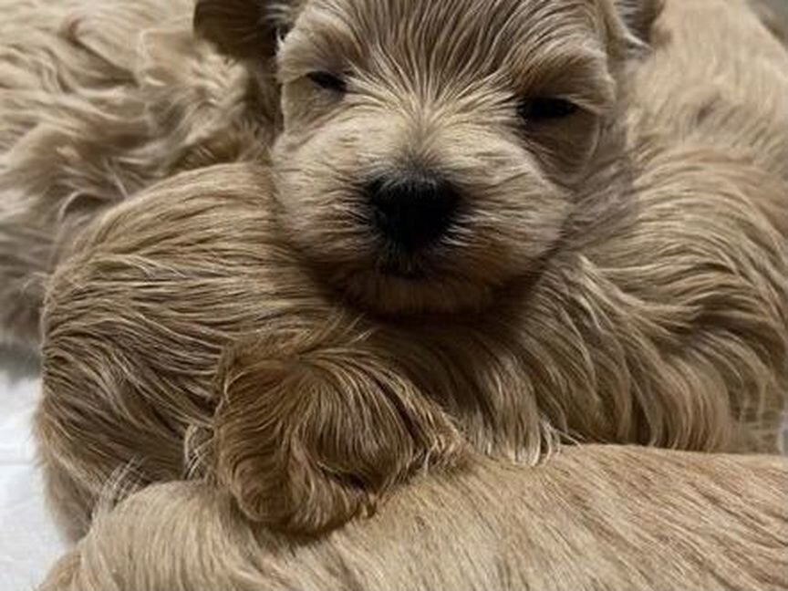 Мальтипк f1 micro Девочки и мальчик