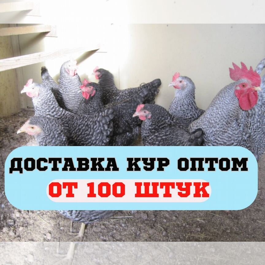 Куры несушки молодки только опт От 100шт