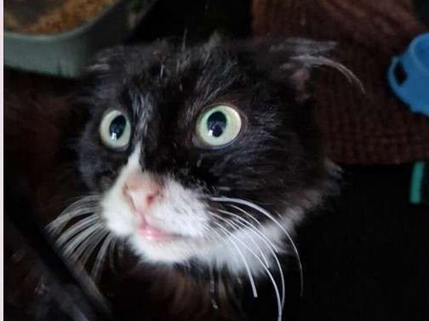 Я хочу домой