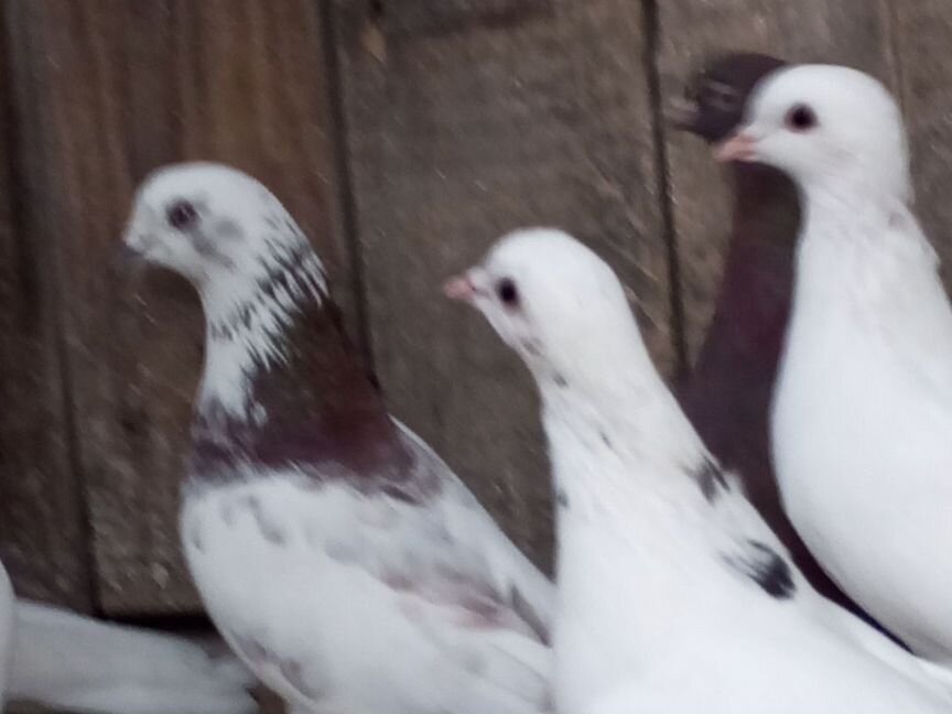 Продажа бакинских голубей оптом