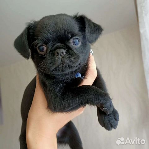 Щенки пти брабансона