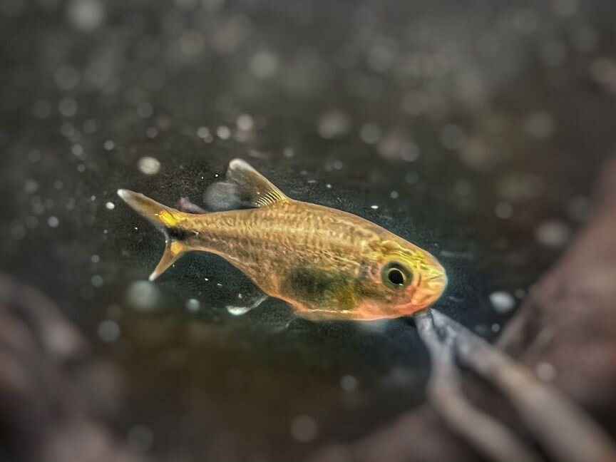 Медная тетра