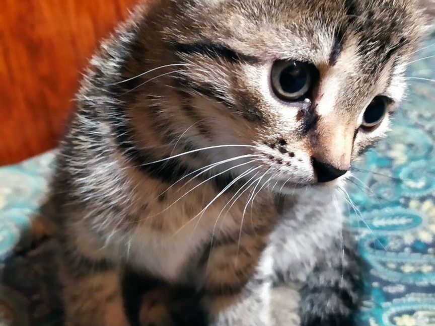Кошки
