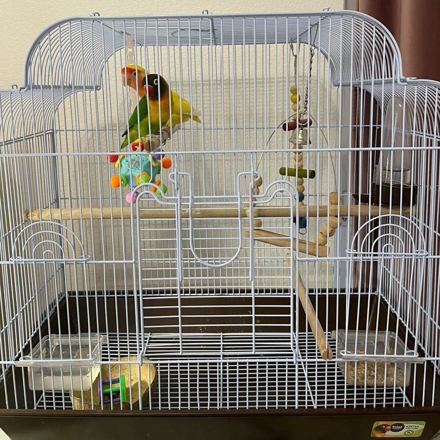 Пара попугаев неразлучников с большой клеткой
