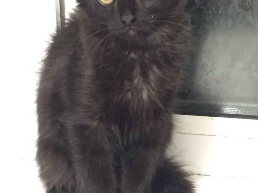 Пусть мама увидит, пусть мама придет